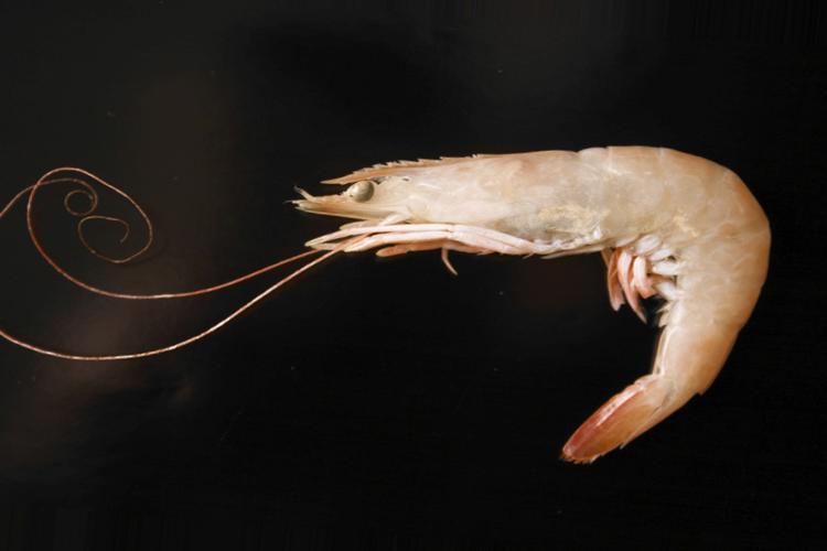 Shrimp Data Object Detection Model By Rock