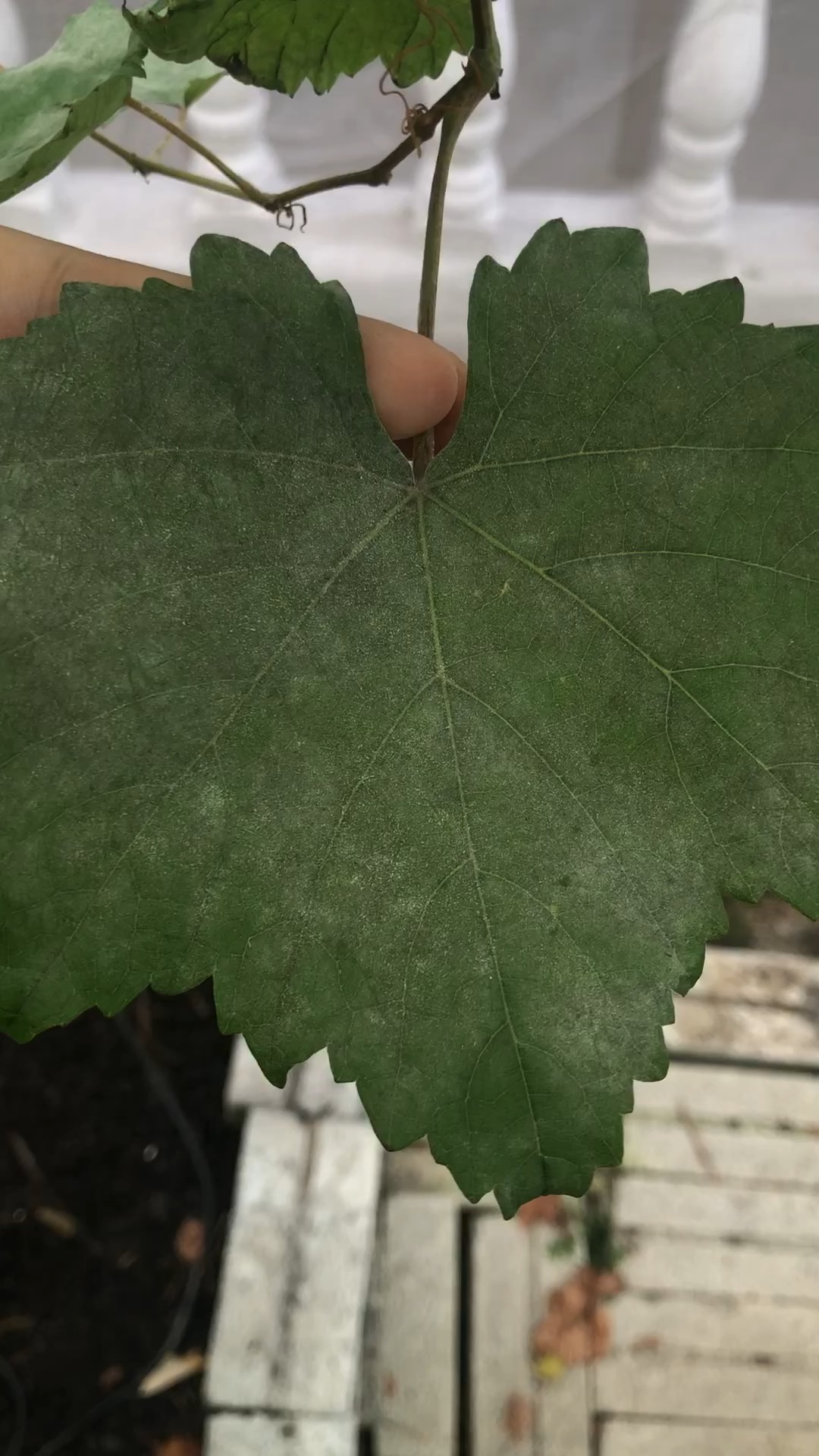 Grape Leaf Disease Detection Object Detection Dataset (v5, 2025-04-12 2 ... Grape Leaf Disease Detection Object Detection Dataset (v5, 2025-04-12 2 ...
