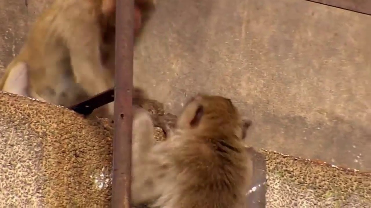 macaques video trial 2 Object Detection Model by macaque