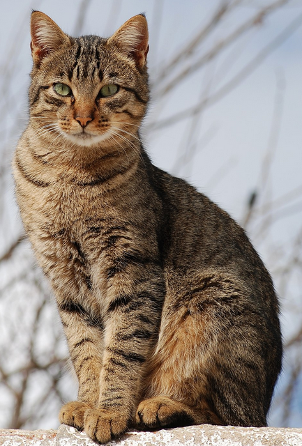 Computer Vision Assignment 4 Object Detection Dataset By Unc Chalotte