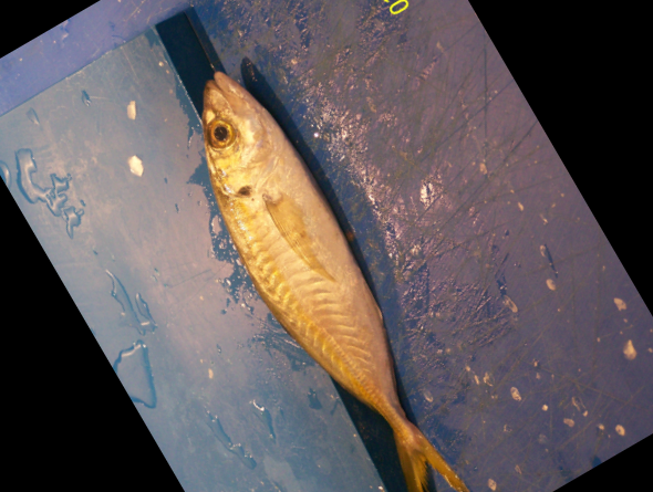 fish Classification Model by label