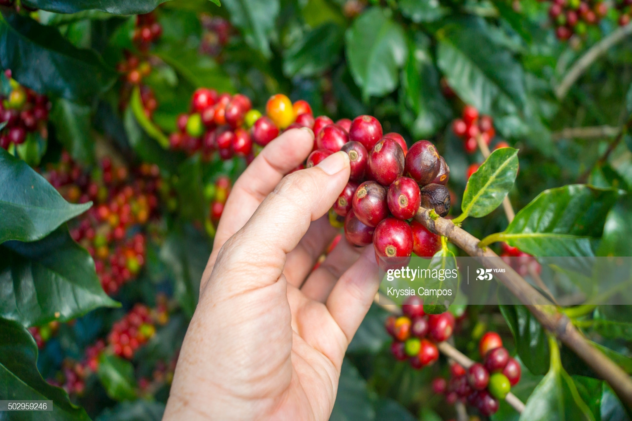 Cherry Detection Object Detection Dataset By Cherry