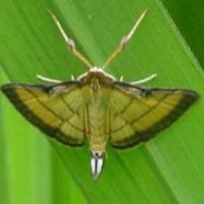 Nirmani - Roboflow Universe