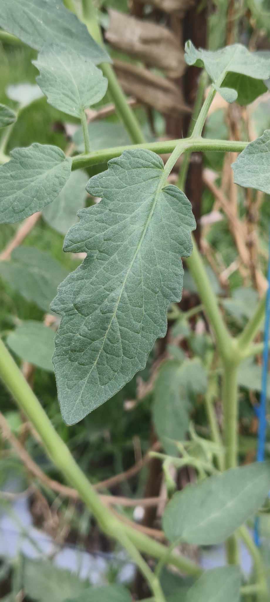 Tomato Plant Leaf 2 Object Detection Dataset and Pre-Trained Model by Renz Natanauan