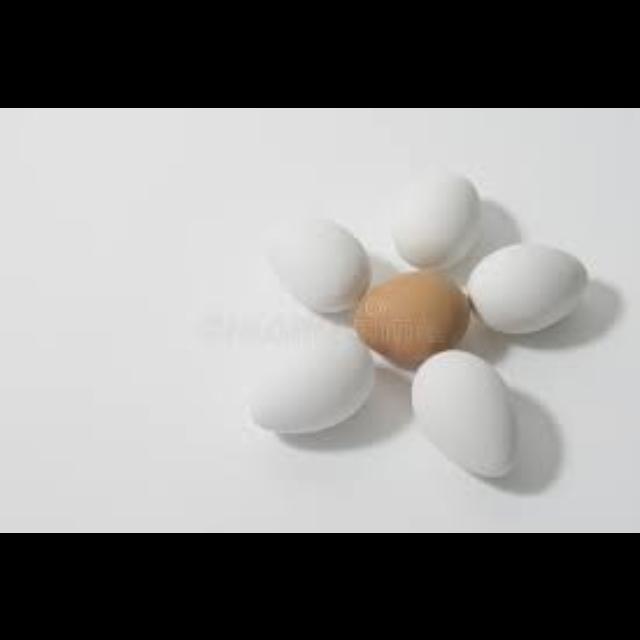Egg Object Detection Model By Egg