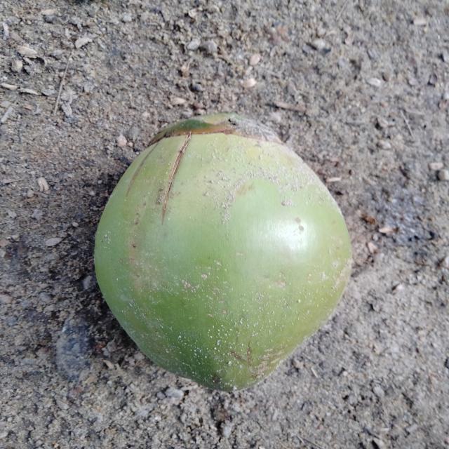 Coconut Fruit Detection Object Detection Dataset And Pre Trained Model