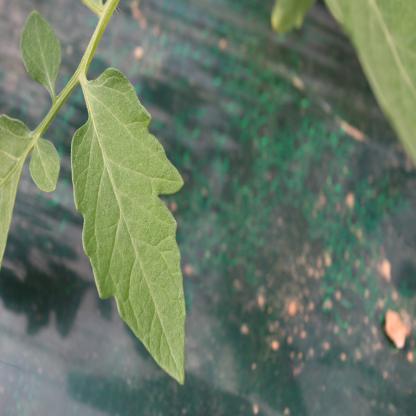 leaf detect w more leaves Object Detection Dataset and Pre-Trained ...