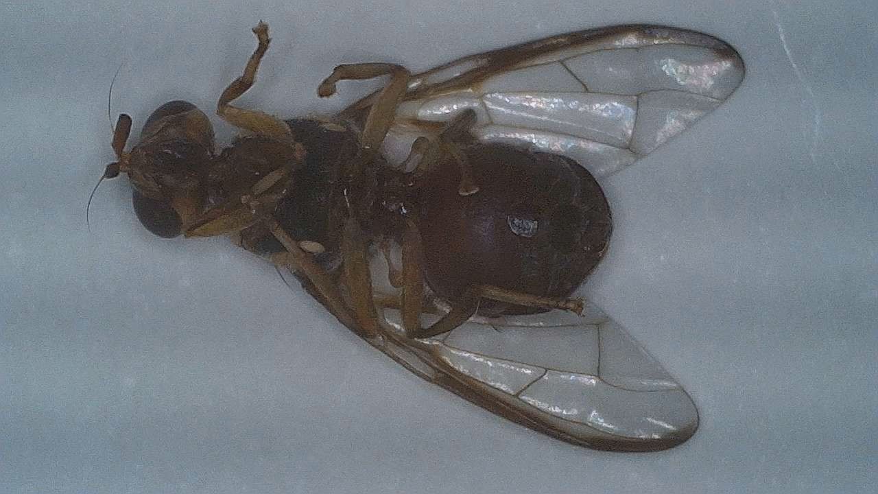 fly_dataset Object Detection Dataset by Albert