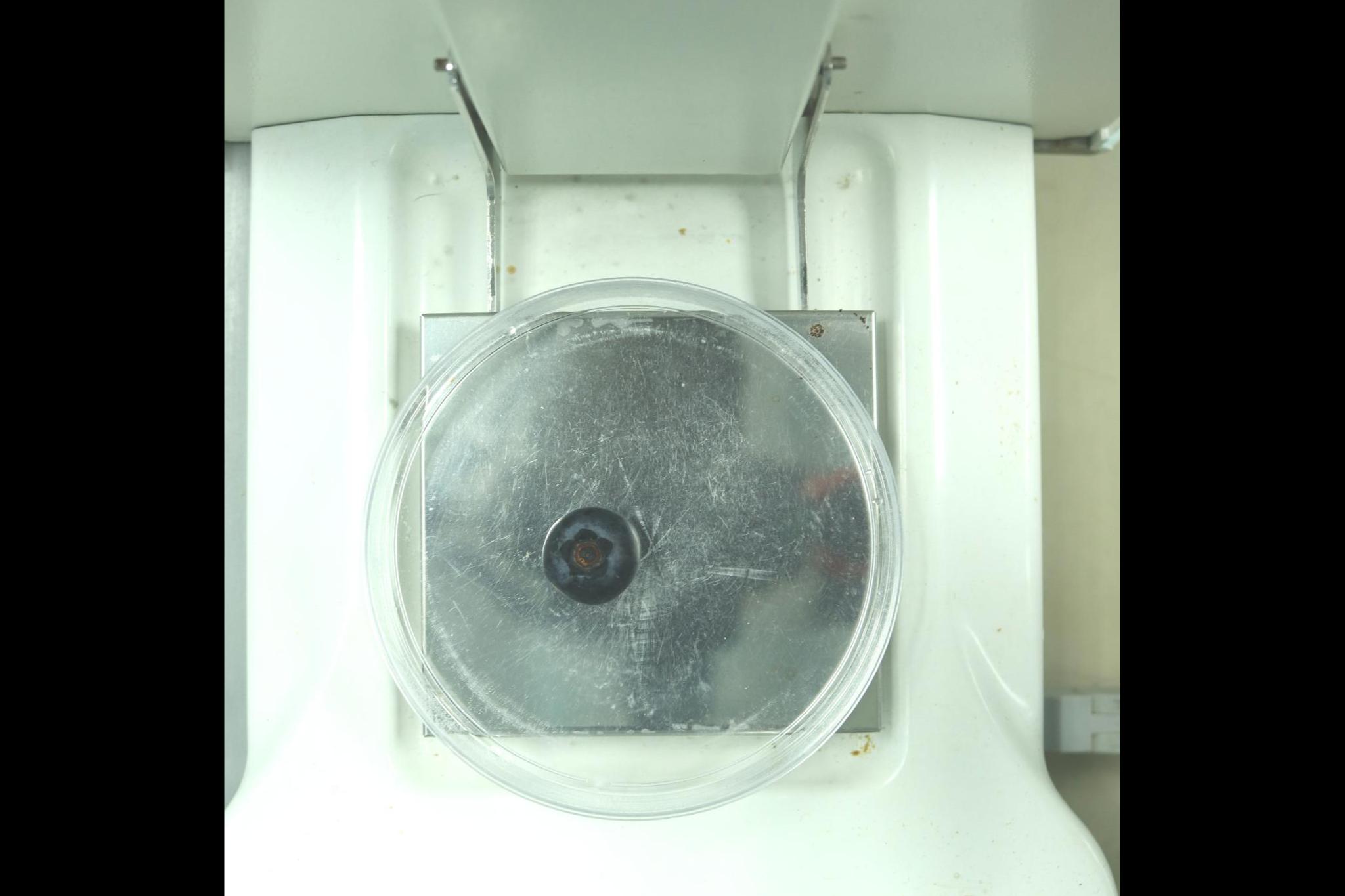 BB Instance Segmentation Model by Pablo César Ruíz-Hernández