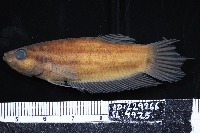 Clemson Macro Evolution Lab - Roboflow Universe