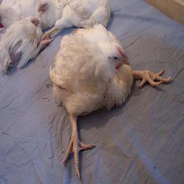 Broiler Chicken Lameness Object Detection Dataset by Chicken Broiler