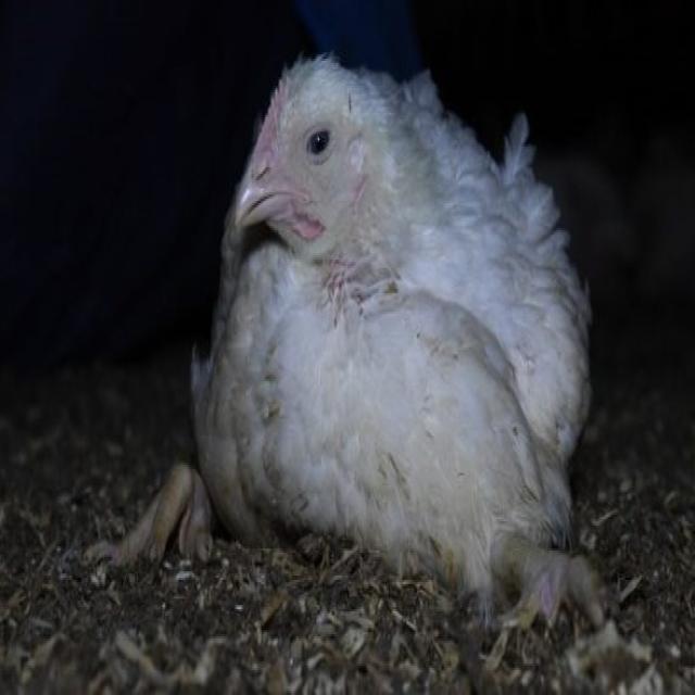 Chicken Lameness Detection Object Detection Dataset And Pre Trained