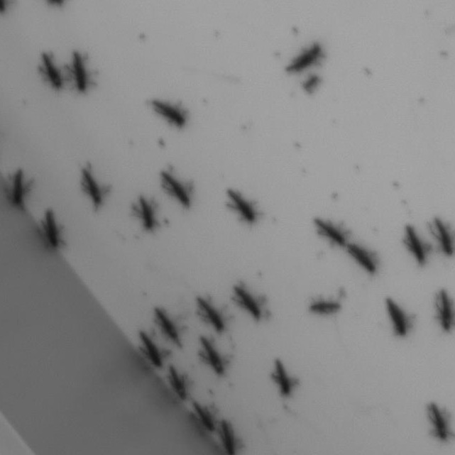 Locust Tracking Instance Segmentation Model by FishSchools