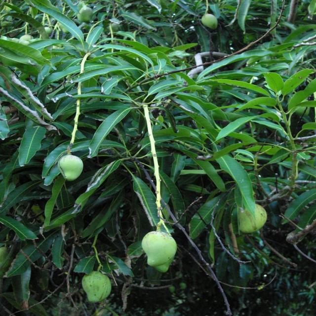 Mangos Object Detection Model by Mango v30