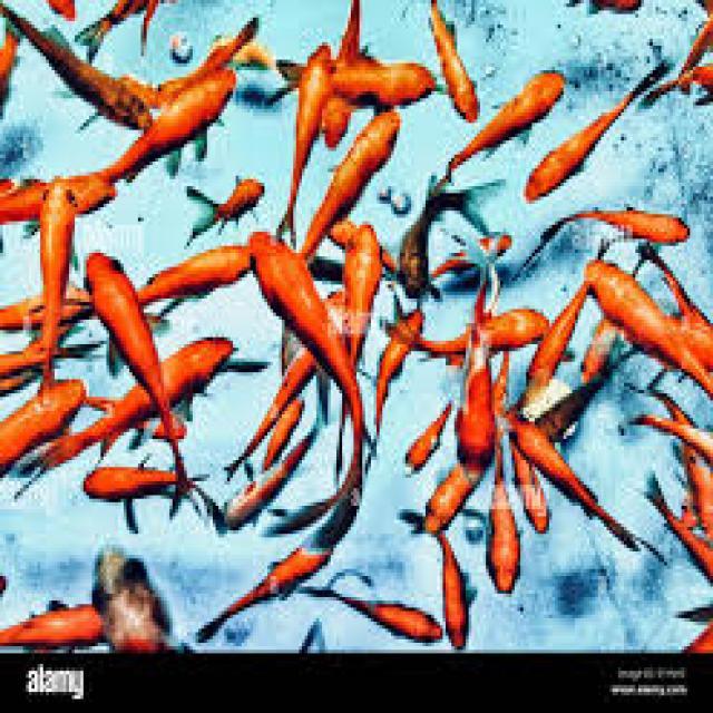 Sri Arjun - Roboflow Universe