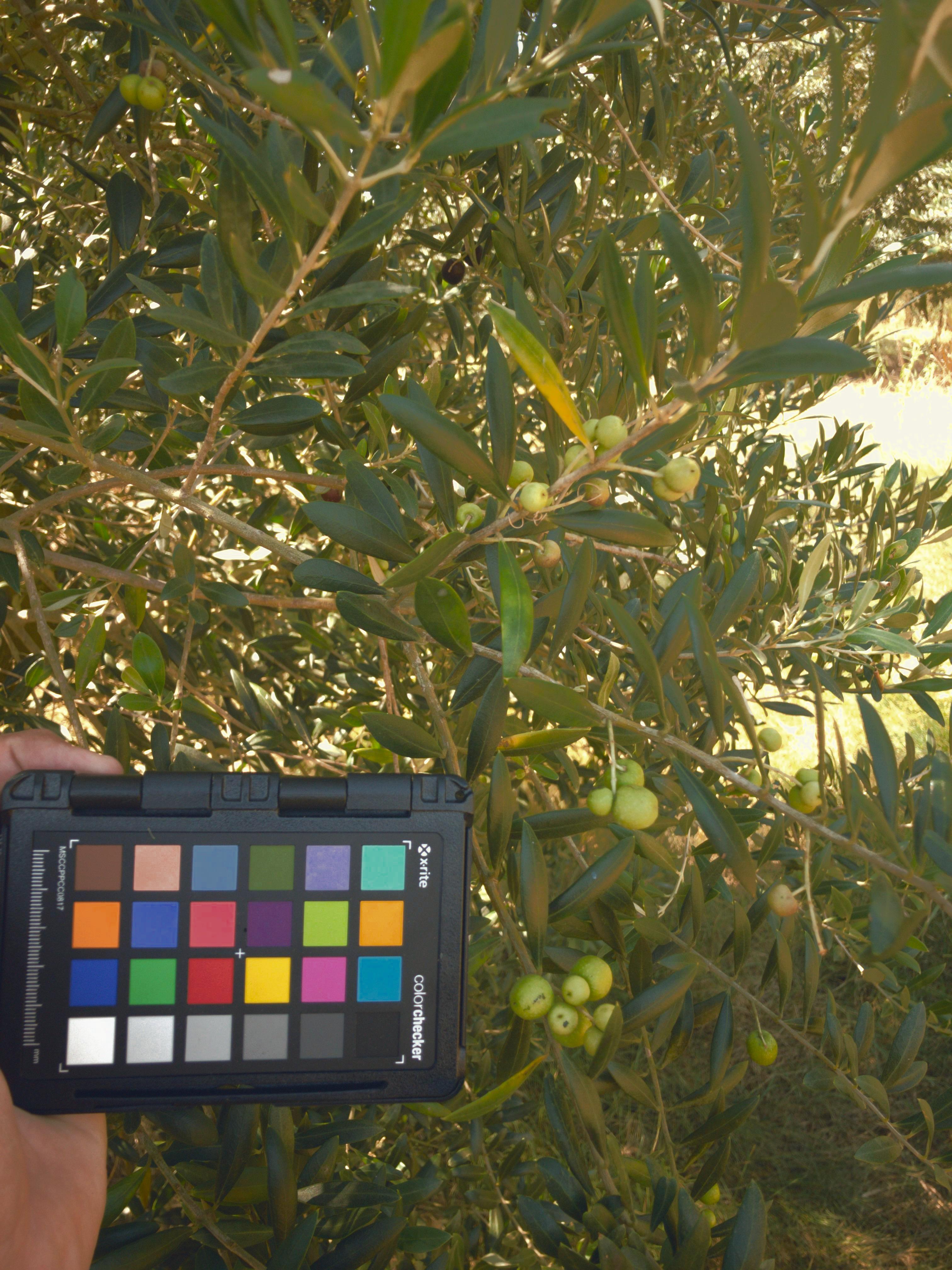 linha1_seg_warp Instance Segmentation Dataset by olive25segment