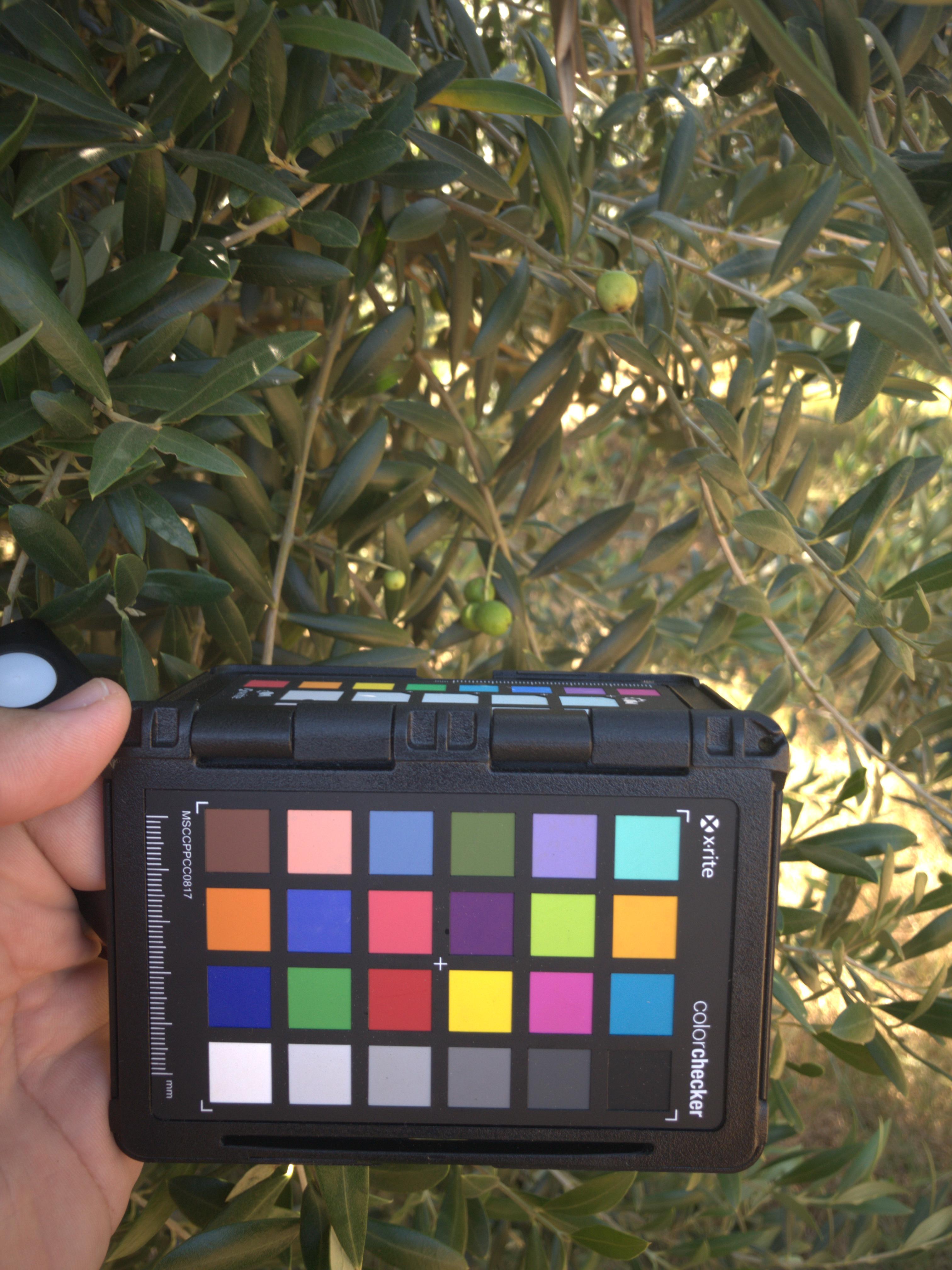 linha2_segment Instance Segmentation Dataset by olive25segment