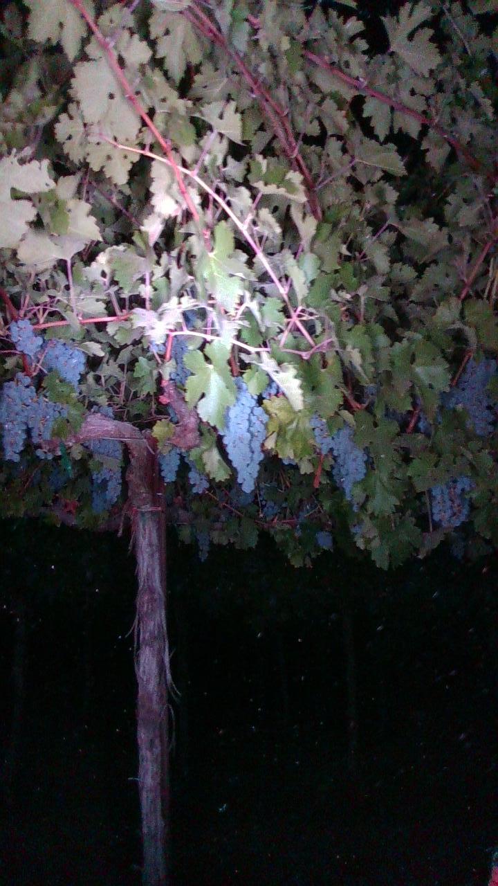 grape_detection_californianight Object Detection Dataset by AGML