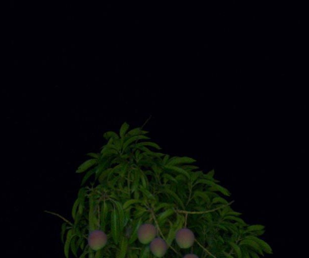 Mango Detection Australia Object Detection Dataset By Agml