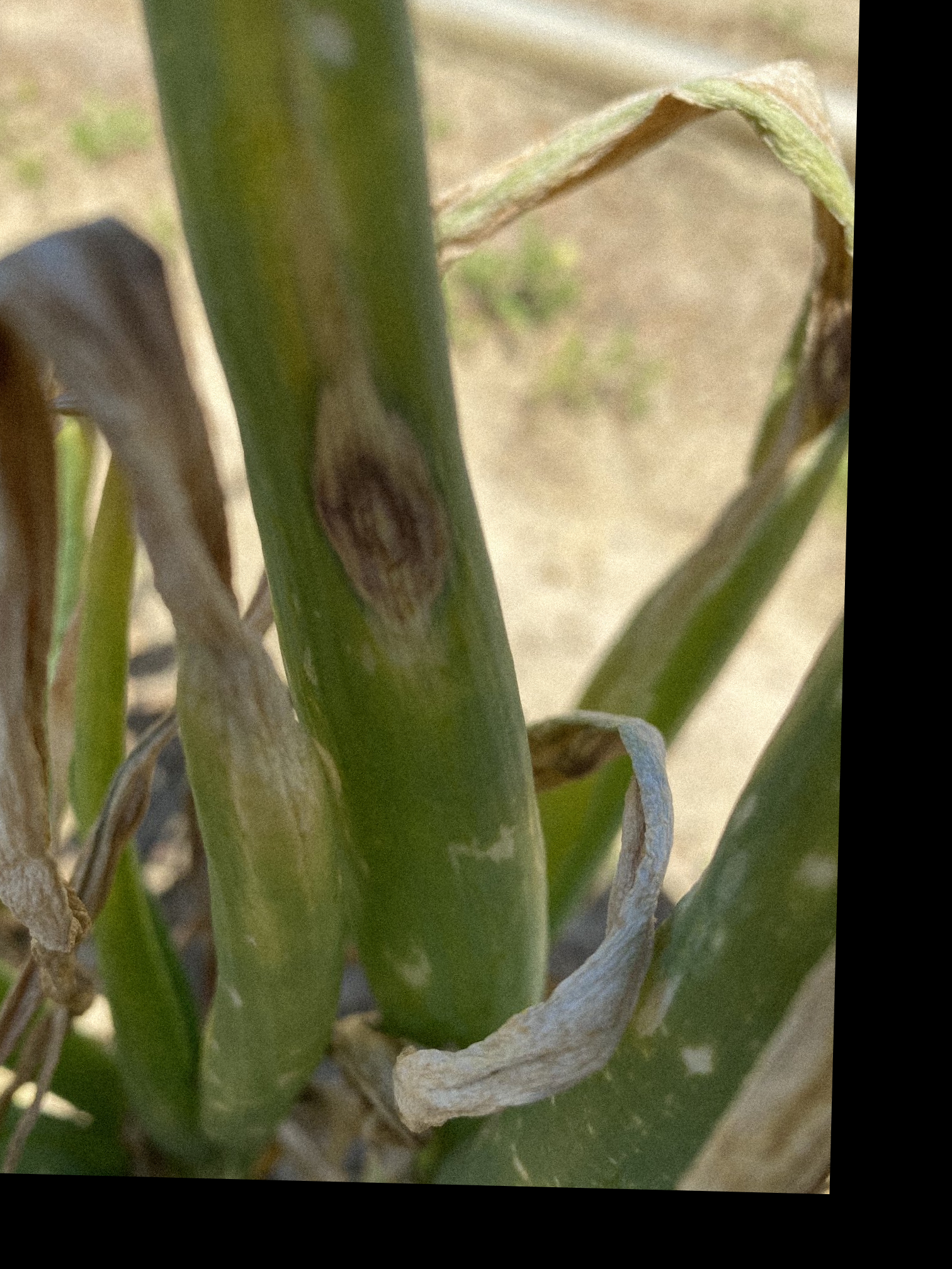 onion_stemphylium_purple_blotch Object Detection Dataset (v5, 2023-09-18 12:33pm) by Aditya