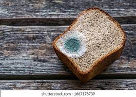 Mold Bread Object Detection Dataset and Pre-Trained Model by Project