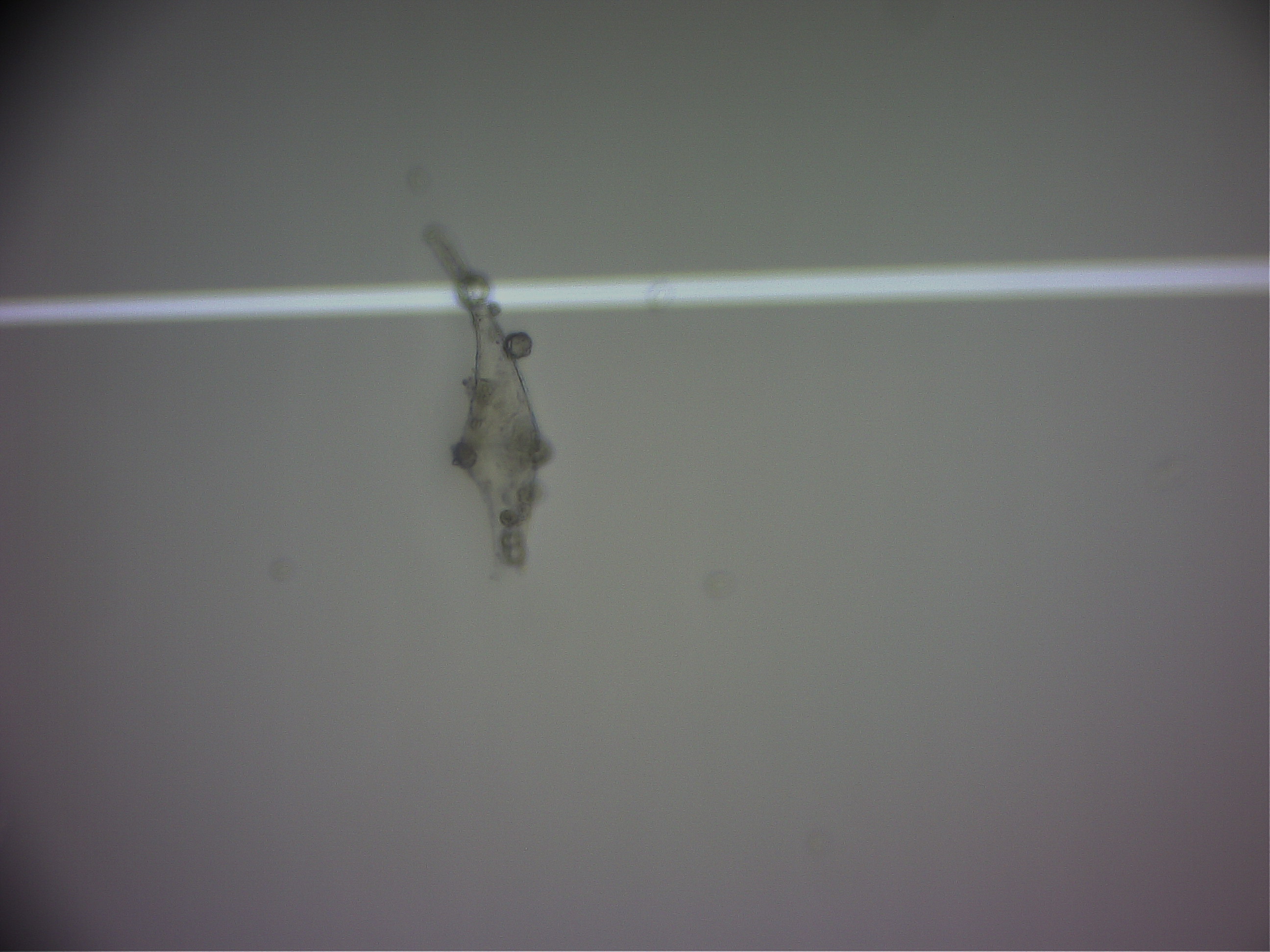 Algae Data Yolo Classification Dataset By Algae Datayolo