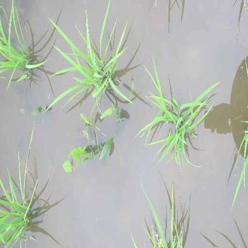 Weed Detection 2 Object Detection Dataset And Pre Trained Model By