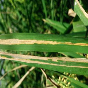 Rice_disease_detection Instance Segmentation Dataset and Pre-Trained Model by prajjwalc2c