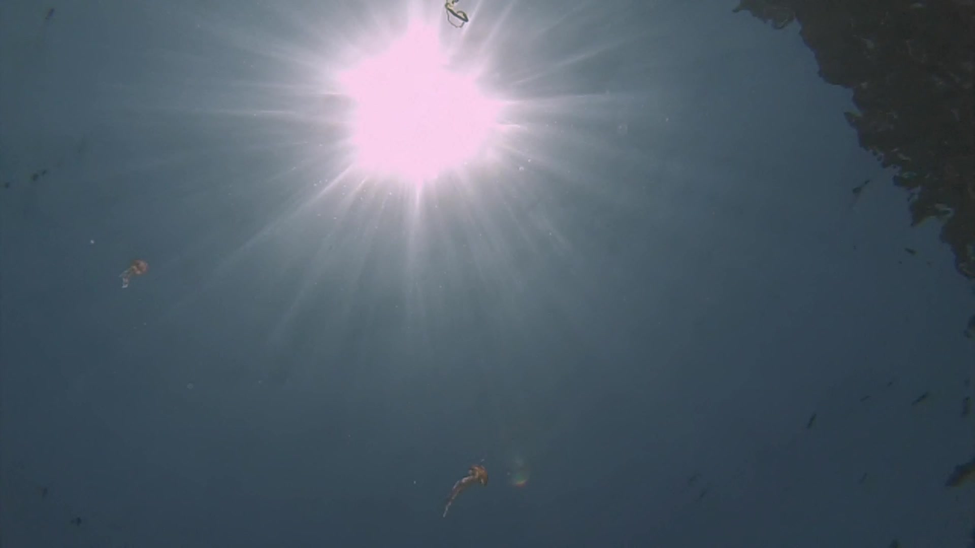 Jellyfish Detection Object Detection Dataset by AurumRoboflow