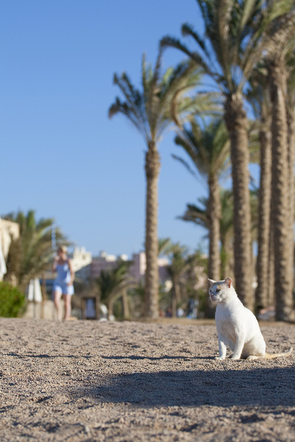 COCO 2017 Cats Object Detection Dataset by Breno Aquino