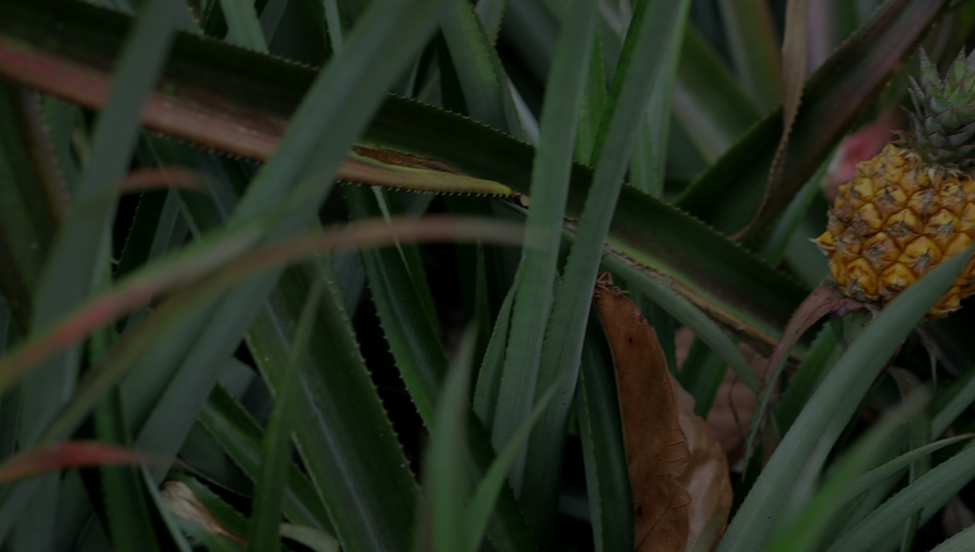 Pineapple new Object Detection Dataset by Yadhu Krishnan K A