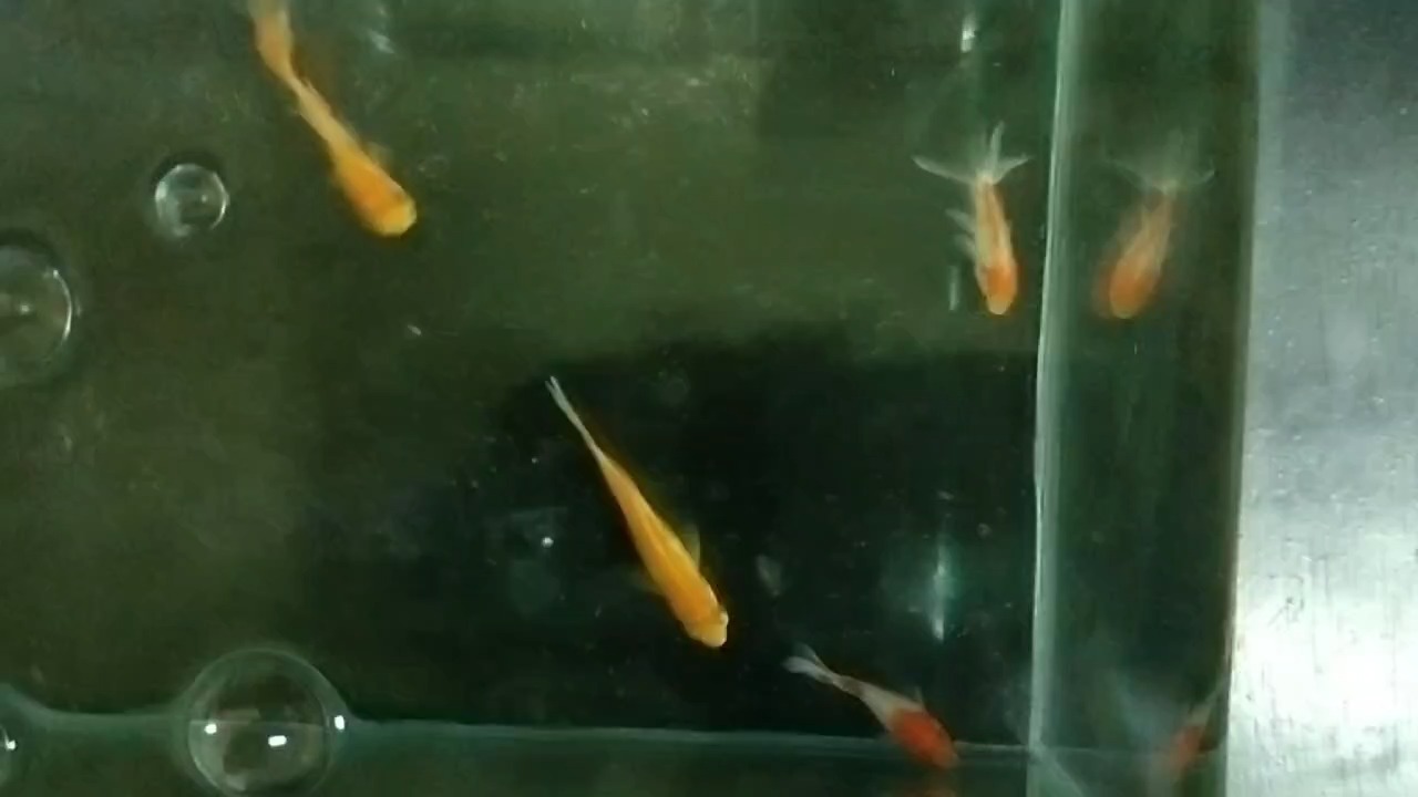 Goldfish detection Object Detection Dataset by Pcyfer