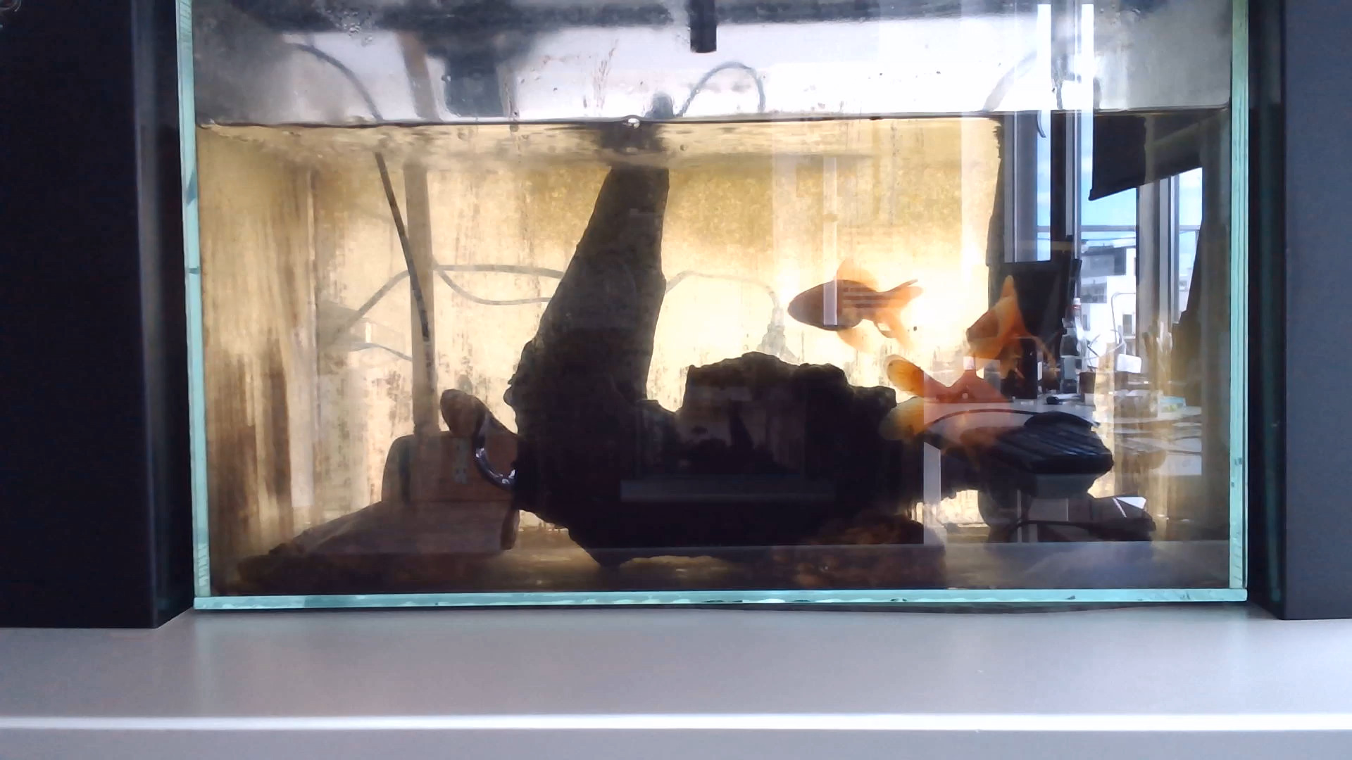 goldfish-acc Object Detection Dataset by Pcyfer