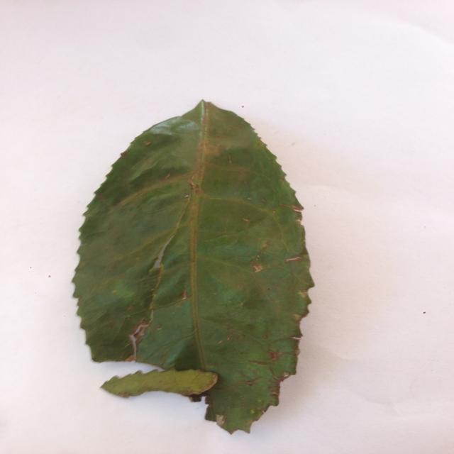 Tea Leaves Health Check Classification Model by UST