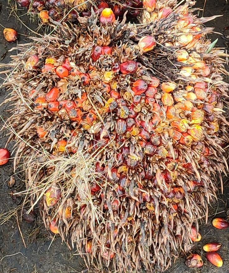 FFB_Ripeness Object Detection Dataset by Propick Digital Solutions