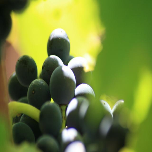 Intro to AI (intro-to-ai-aona7) - Roboflow Universe