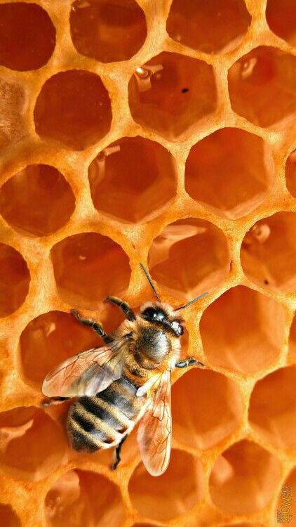 bal arısı Object Detection Model by ullviyya