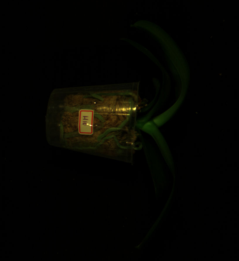 flower Object Detection Dataset by 123