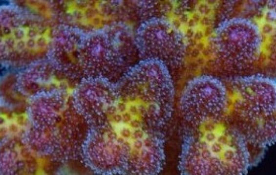 Coral Segmentation Instance Segmentation Dataset by HyperForce