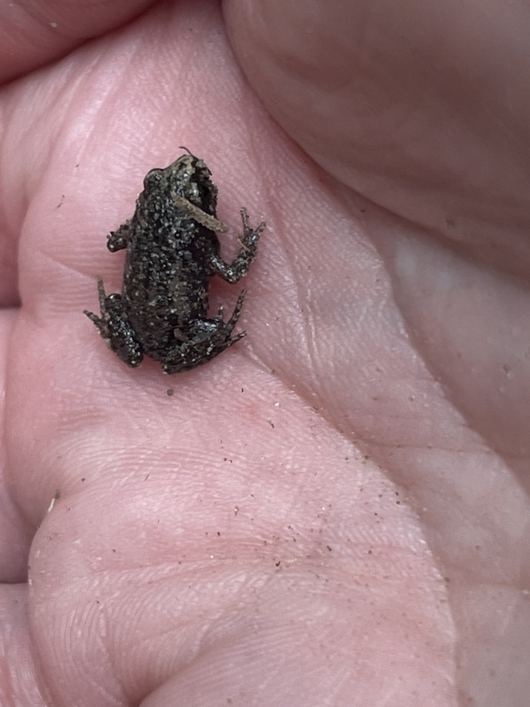 spot a toad Object Detection Dataset and Pre-Trained Model by Jana Snyder