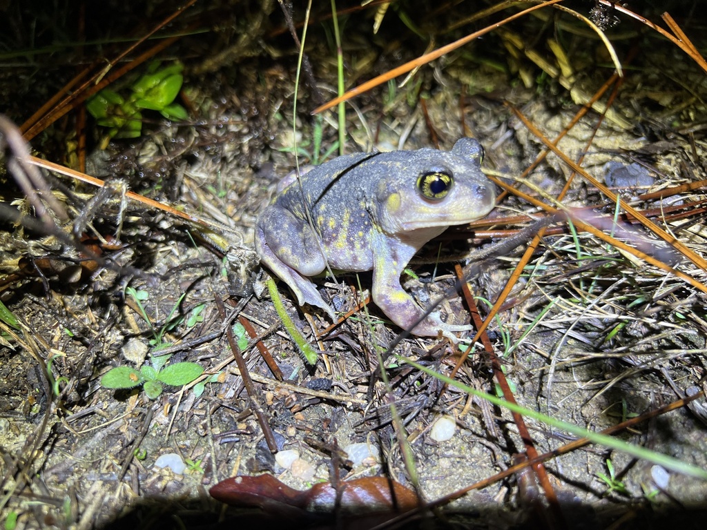 How to Use the spot a toad Object Detection API