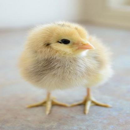 chick_number Object Detection Dataset by nan li