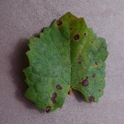 Grape Vine Disease Detection Diseases Object Detection Dataset by Patrick Grech