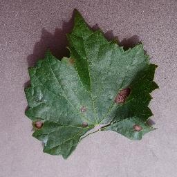 Disease Detection all sets with generated and real powdery mildew Object Detection Dataset by ...