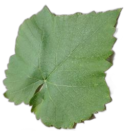 Grape Vine Disease Detection Object Detection Dataset by Patrick Grech