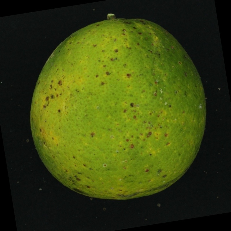 orange Object Detection Dataset and Pre-Trained Model by Eoriischk