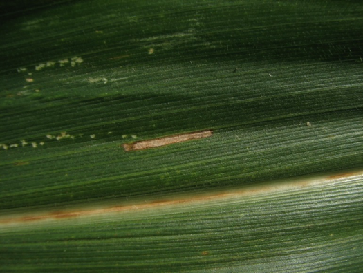 GPT_Thesis_Final Object Detection Dataset by Mapua University