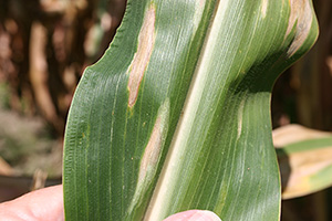 GPT_FNL Object Detection Dataset by Mapua University