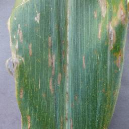 GLS_FINAL Object Detection Dataset by Mapua University