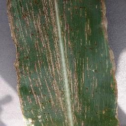 FINAL_DATASET Object Detection Dataset by Mapua University